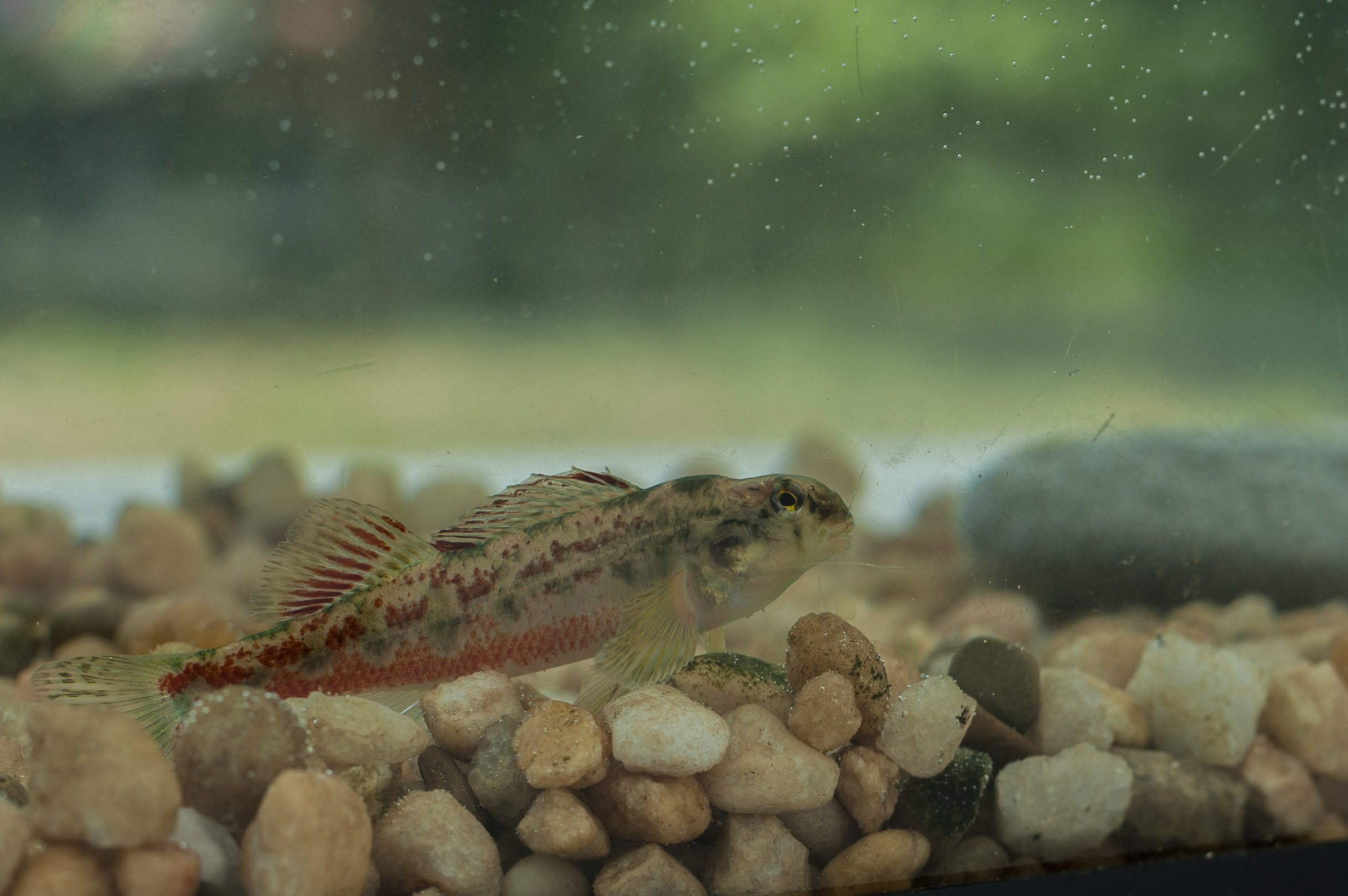 Life of a Creek: Aquatic Ecology Program – Turkey Creek Nature Preserve